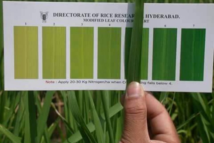 leaf colour chart is useful for better nitrogen efficiency increase ...