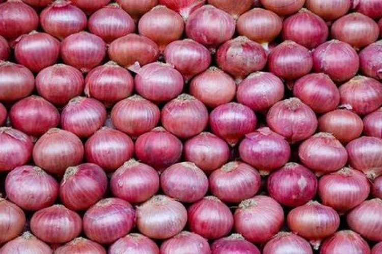 mother dairy safal outlets to sell buffer onion at rs 25 per kg in ...