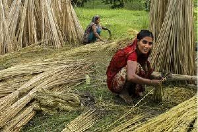 msp of jute fixed at rs 4750 per quintal | जूट का एमएसपी 250 रुपए बढ़कर 4750 रुपए प्रति क्विंटल ...
