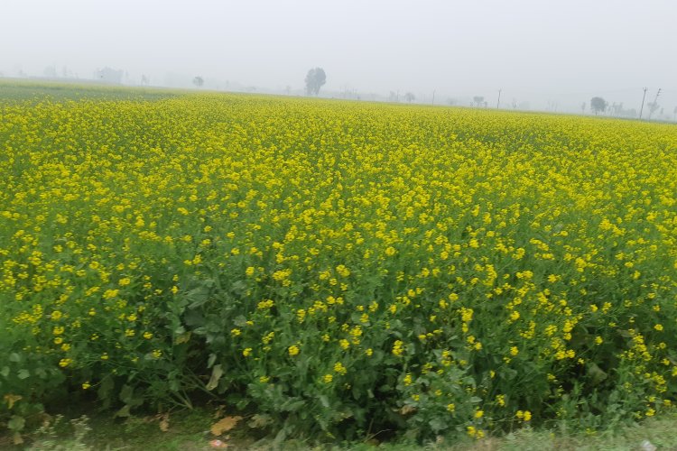 uttar pradesh government will distribute free toria seeds to the ...