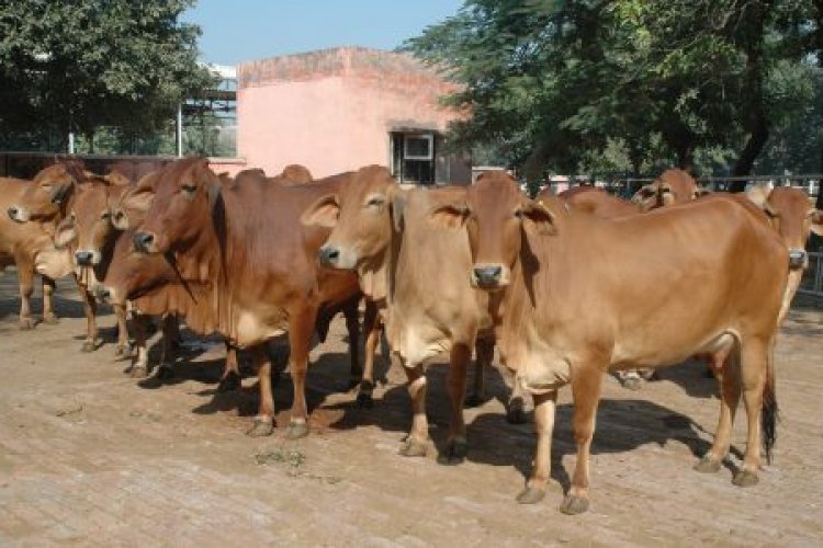 what is lumpy skin disease and how to prevent it | पशु स्वास्थ्य और ...