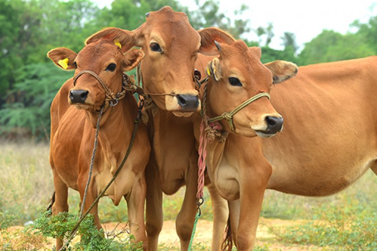 twelve states affected fifty thousand animals died but states are yet ...