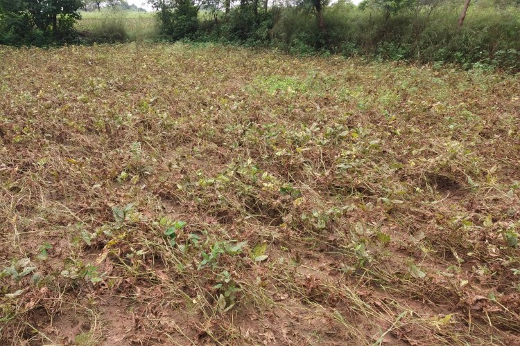 due to uneven rains the yield of main crops of rajasthan is likely to decline drastically ...