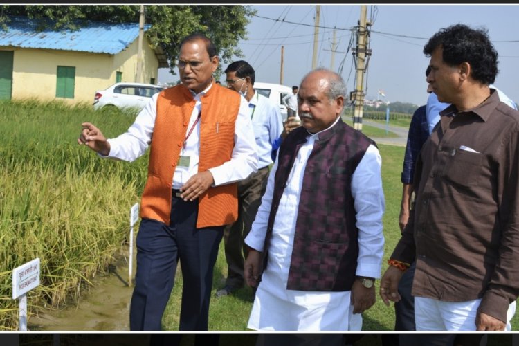 union agriculture minister tomar visited pusa paddy field of improved ...