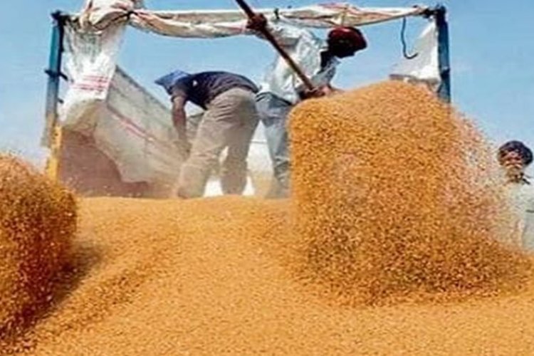 fci sold 5 lakh 39 thousand tonnes of wheat in the 5th auction | एफसीआई ...