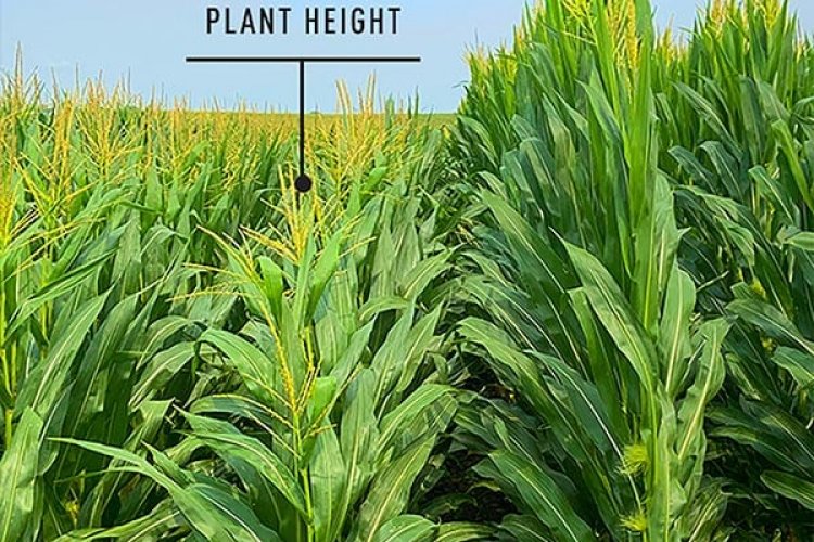 new variety of corn to begin a new era of semi dwarf crops | मक्का की ...