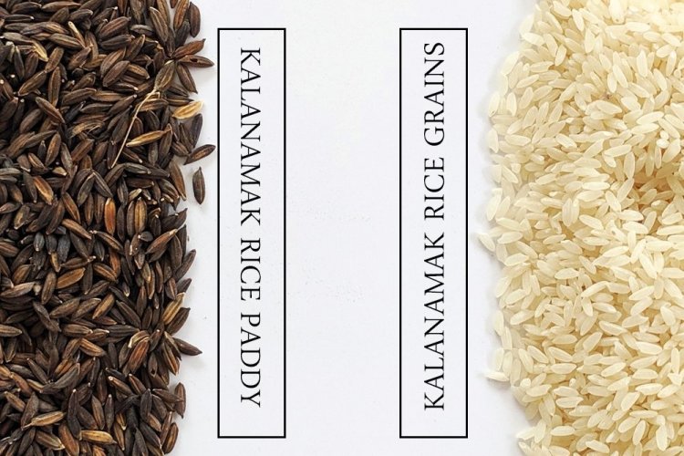 rules for grading of non basmati aromatic rice released gobindabhog and ...