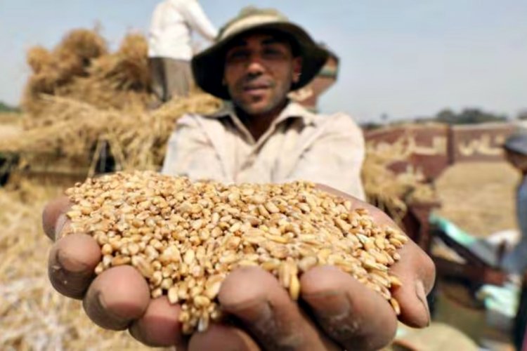 decline in food grain production record production of wheat and rice ...