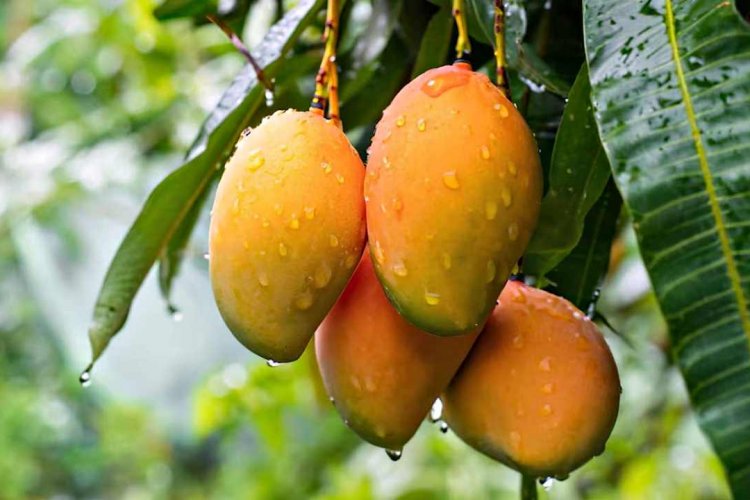 farmers in up can buy improved varieties of mango plants for 102 rupees ...