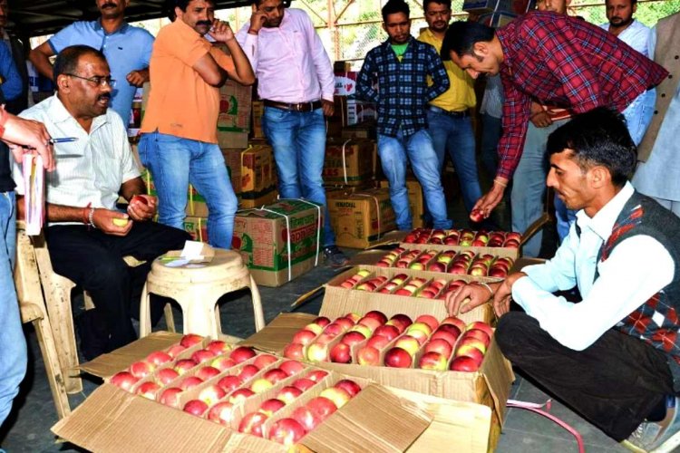 apple season starts in himachal prices are lower than last year tydeman ...