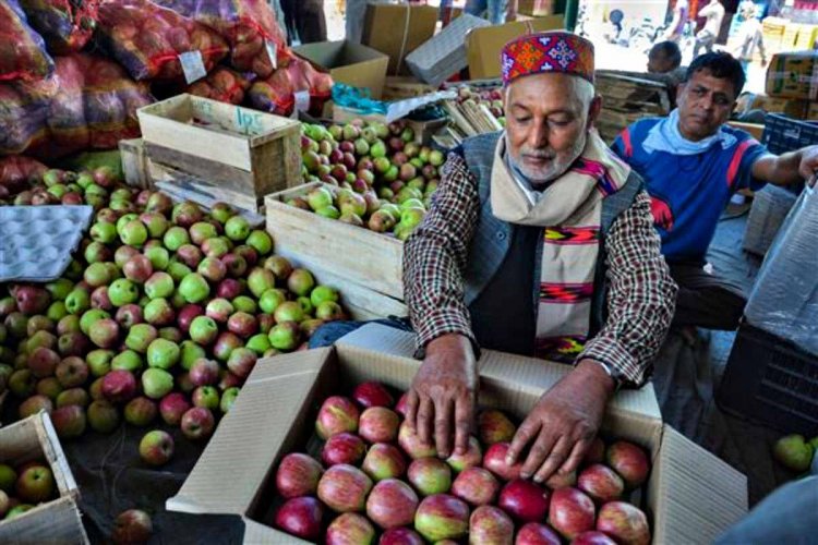 indian apple industry facing high competition from foreign apples ...