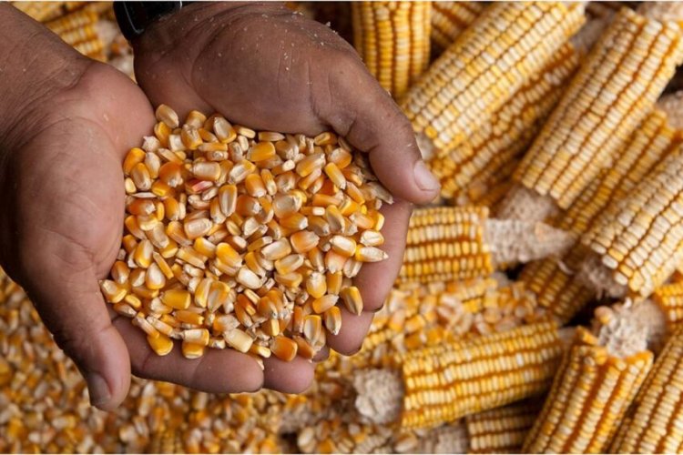 animal husbandry secretary advocated for increasing maize import with ...