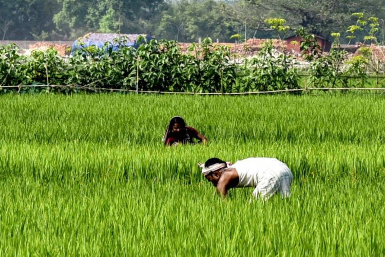 approval to continue pm asha scheme pss and psf also included in it ...