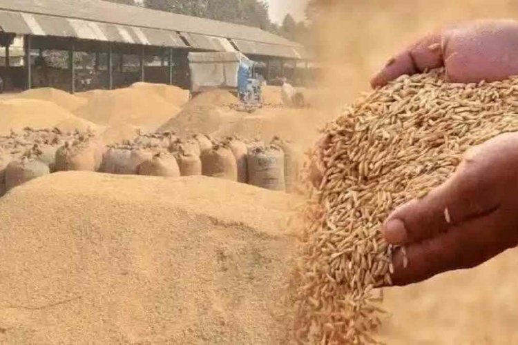 in haryana more than half of the paddy procurement completed 63 percent ...